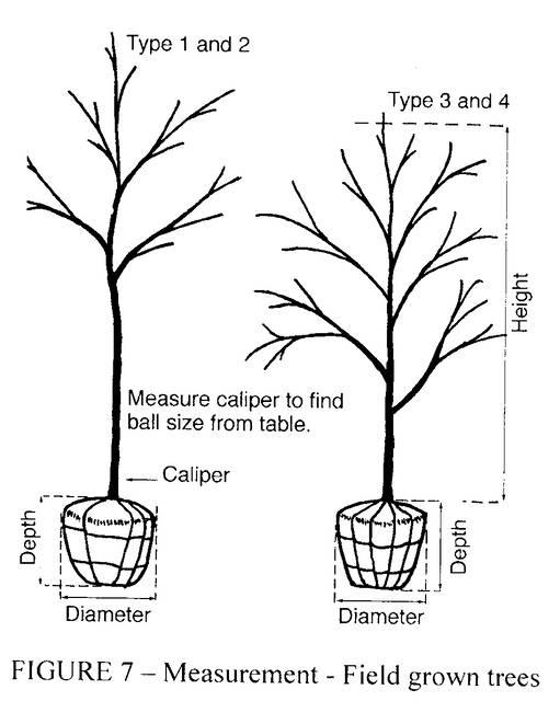 How to shop for trees | The Ripley Bee